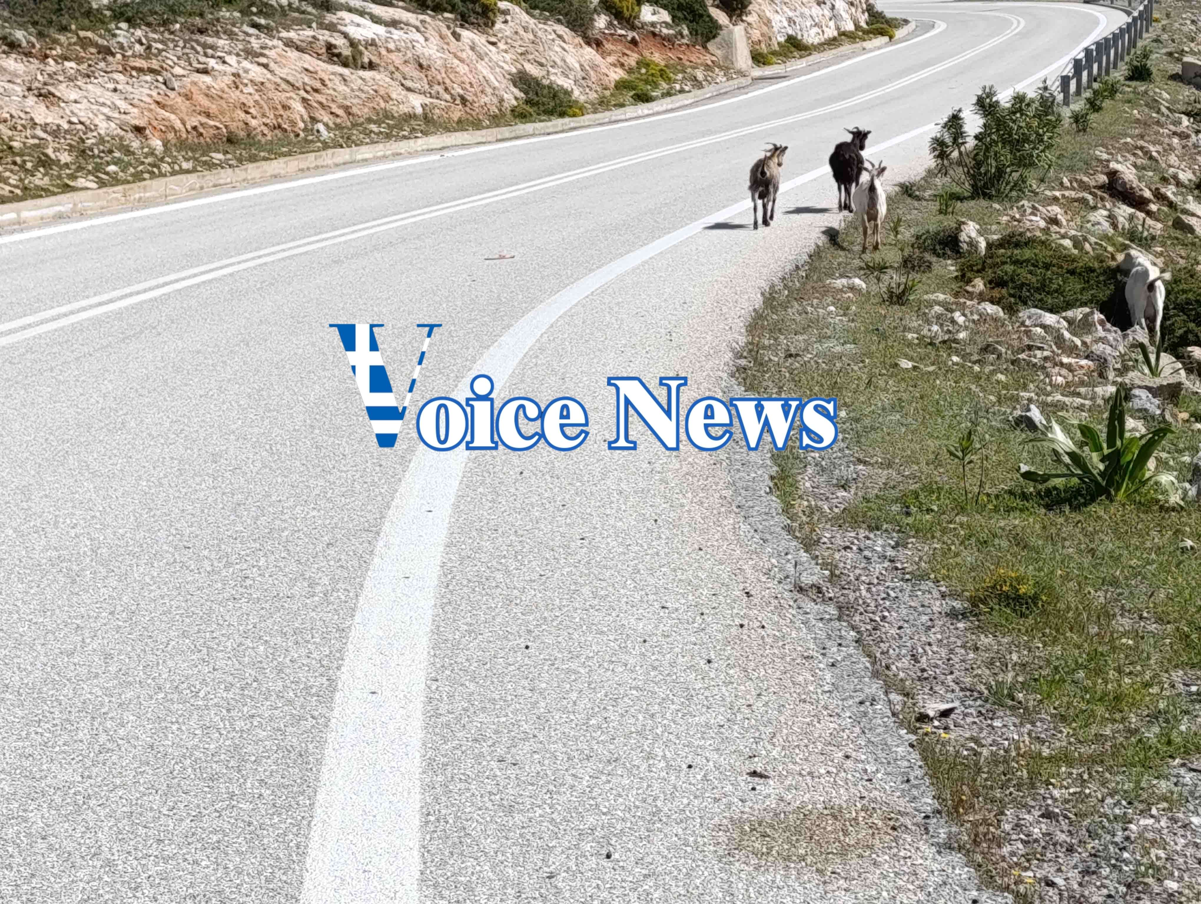 ΕΙΚΟΝΕΣ ΕΓΚΑΤΑΛΕΙΨΗΣ: Παρατημένα τα αμνοερίφια του Αγαθονησίου - Πού ...